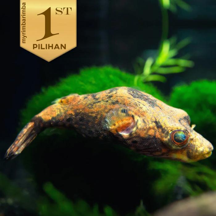 Jual Ikan Buntal Palembang Puffer Fish Humpback Dragon Pao Hias ...