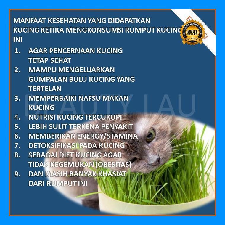 Jual (Promo) Rumput Kucing Paket Siap Tanam Wheatgrass Bibit Rumput ...