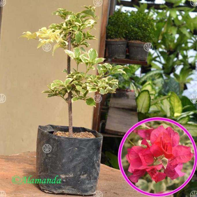 Jual New- Tanaman Bougenville Merah Variegata ( Bunga Kertas ) | Shopee ...
