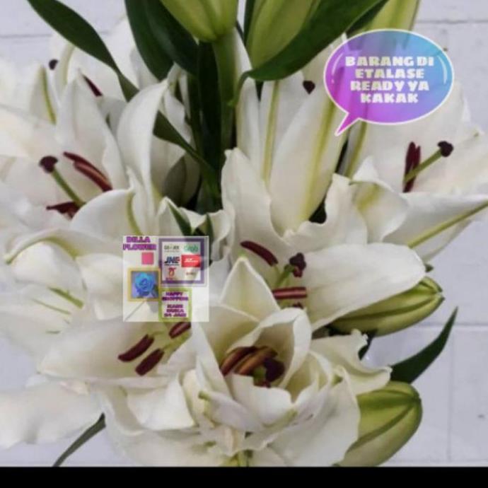 Jual Flowbty- Bunga Lily Casablanca Asli & Segar | Shopee Indonesia