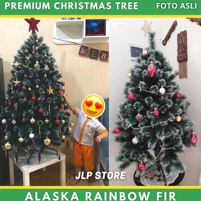 Jual Pohon Natal 1 Meter / 1.2m 120Cm 4Ft ALASKA RAINBOW FIR CHRISTMAS ...