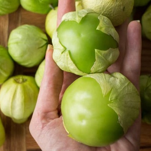 Jual Biji Benih Bibit Buah Ciplukan Jumbo Cecendet - Morel Berry ...