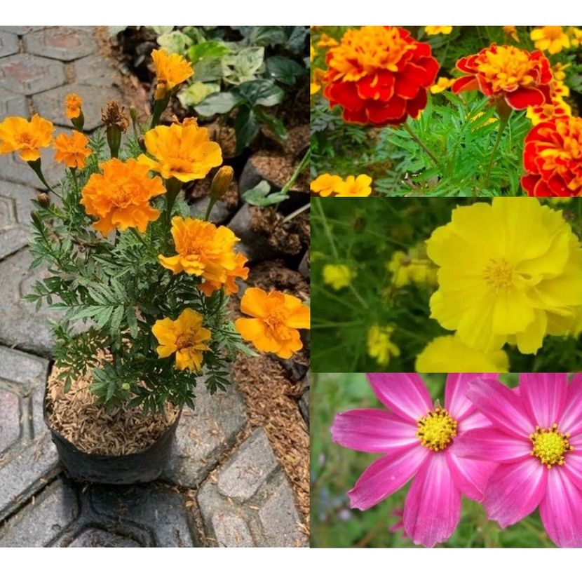 Jual Tanaman Bunga Daisy - Tanaman Kenikir Cosmos - Tanaman Hias ...