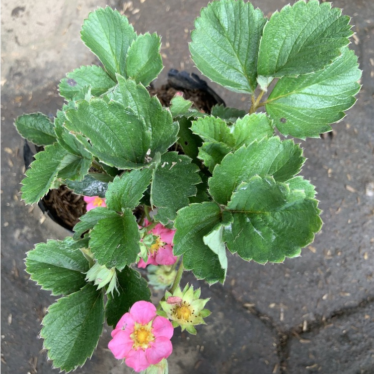 Jual Tanaman Buah Strawberry Merlan - Bibit Strawberry Merlan ( Bunga ...