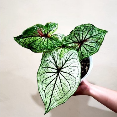 Jual Tanaman Hias Hidup Srikandi/Bunga Caladium Srikandi Cantik/Terima ...