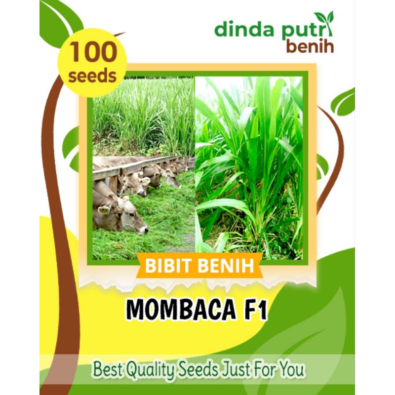 Jual Benih Mombaca F1 super/rumput pakan ternak super (100 benih) | Shopee Indonesia