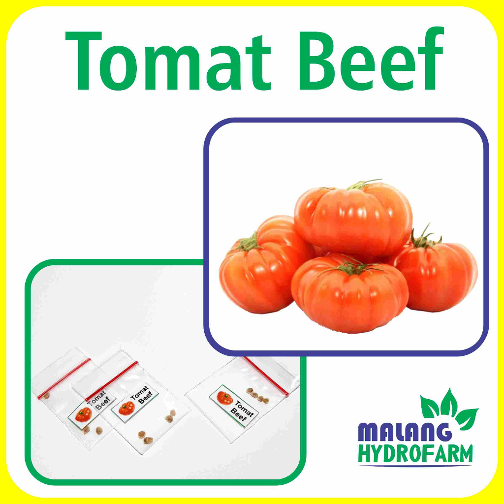 Jual Benih Tomat Beef Unggulan Berkualitas biji bibit repack tomato red ...