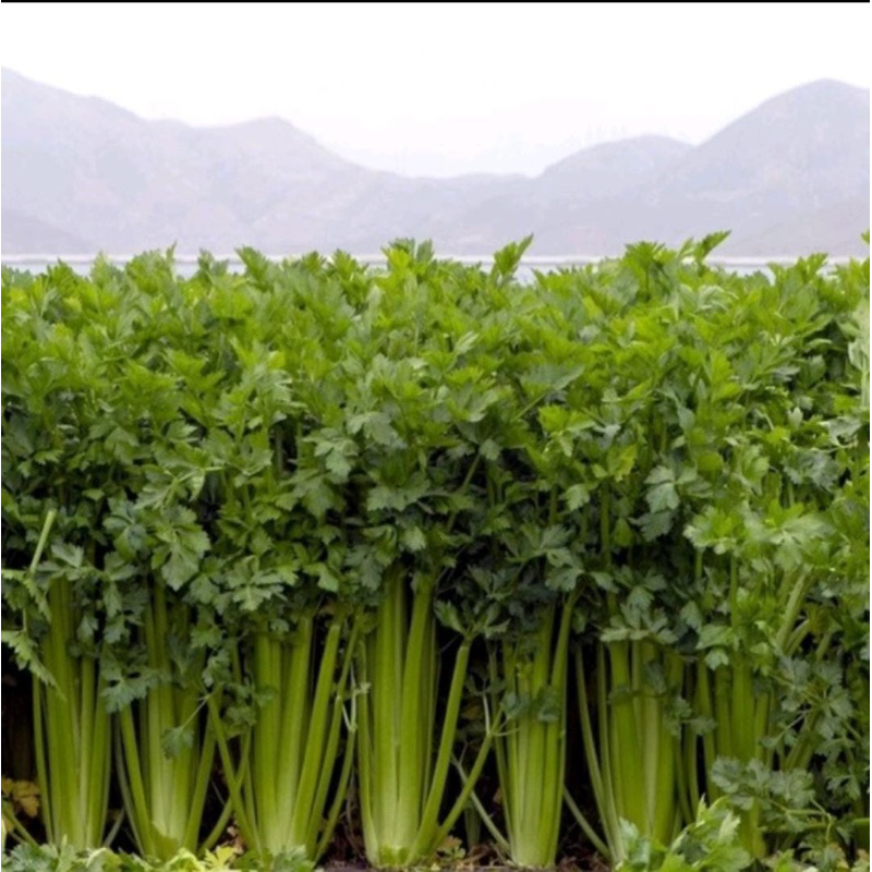 Jual ±250 Benih Bibit Seledri Batang Besar Tall Utah Benih Tanaman ...