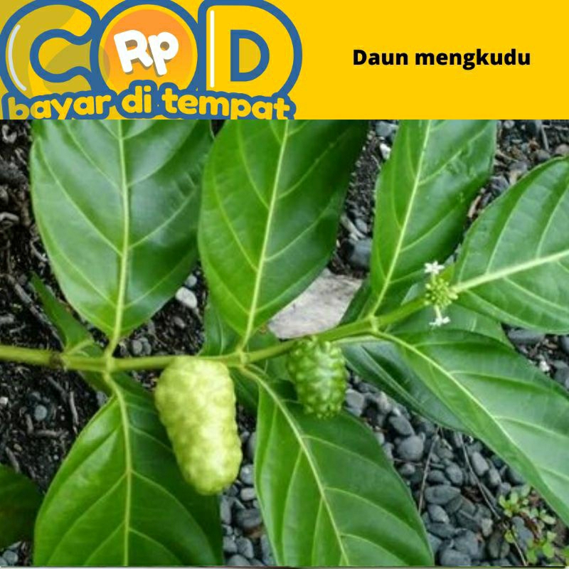 Jual Daun mengkudu/ Pace segar di petik saat di pesan perlembar ...