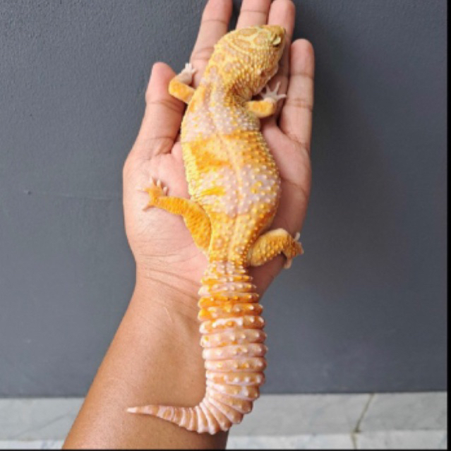 Jual leopard gecko White & Yellow Tremper Ph Raptor | Shopee Indonesia