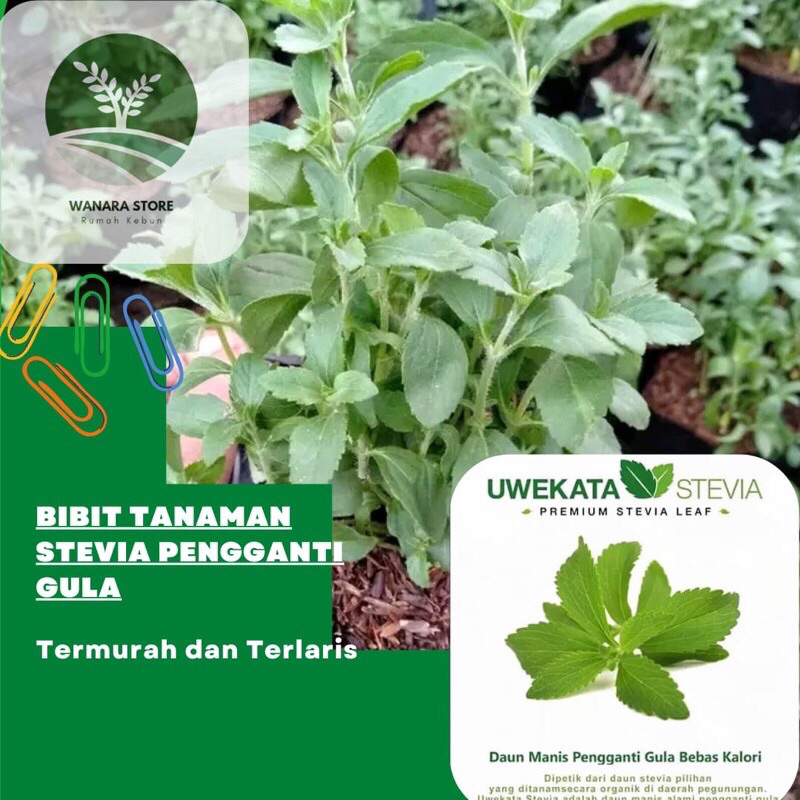 Jual Bibit Tanaman Stevia Pengganti Gula | Shopee Indonesia
