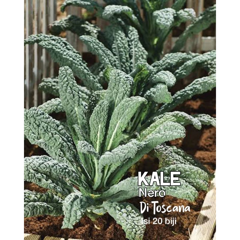 Jual kale nero di toscana black tuscan benih heirloom seeds | Shopee ...