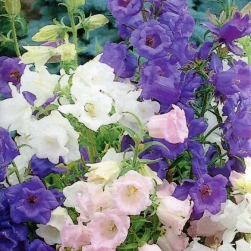 Jual 10 BUTIR BIJI/BENIH BUNGA CANTERBURY BELL | Shopee Indonesia