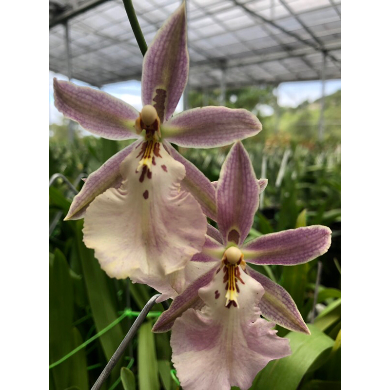 Jual ANGGREK ONCHIDIUM VARIAN ID (live) | Shopee Indonesia