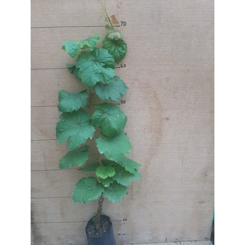 Jual bibit pohon anggur shine muscat garansi valid | Shopee Indonesia