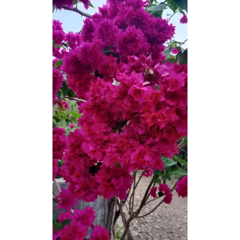 Jual Batang stek bogenvil Hawai / bunga tumpuk | Shopee Indonesia