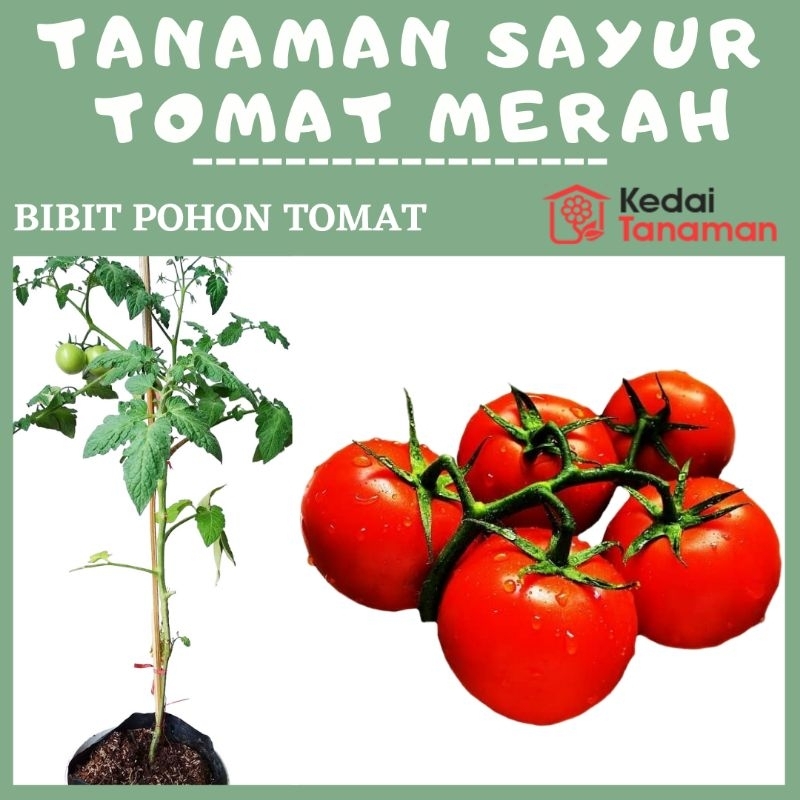 Jual Bibit Tanaman Hidup TOMAT BUAH / SAYUR - Bibit Pohon Tomat Merah ...