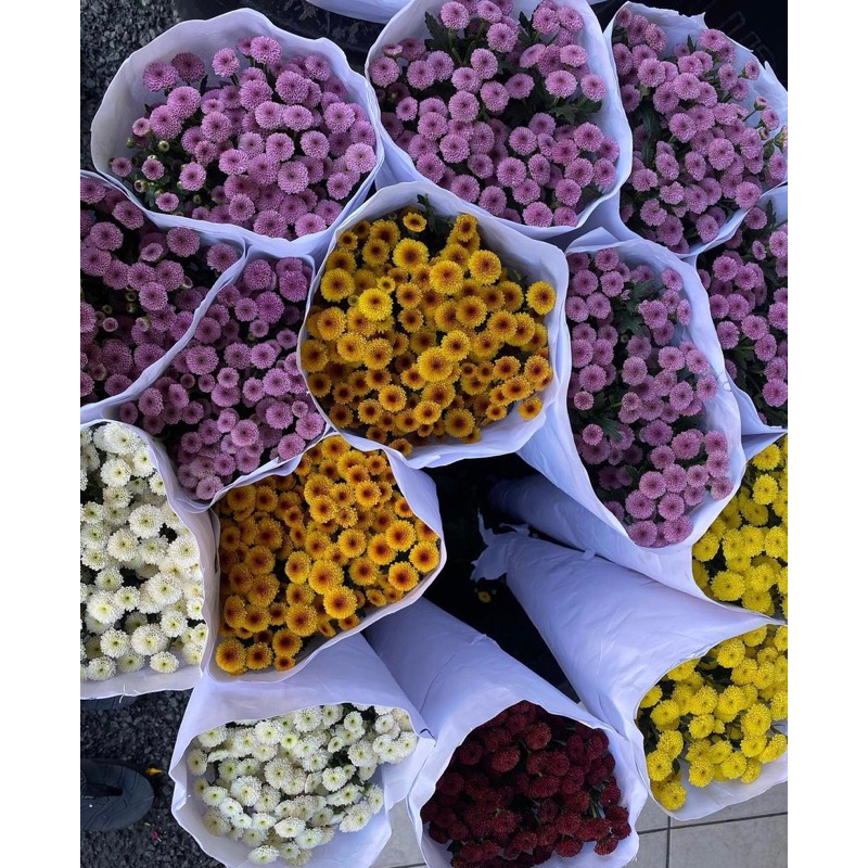 Jual Bunga Aster Calimero | Shopee Indonesia