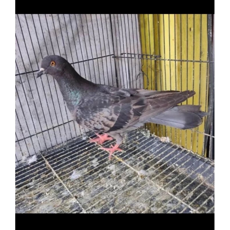 Jual Burung dara merpati betina hitam/coklat/megan | Shopee Indonesia