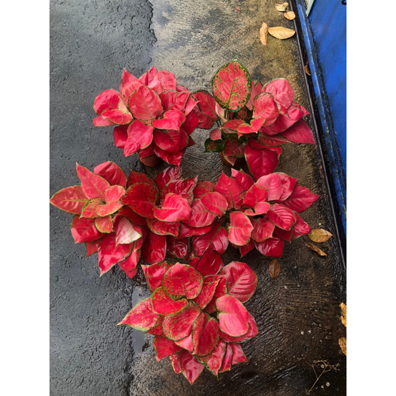 Jual Aglaonema red anja isi 3 jumbo | Shopee Indonesia