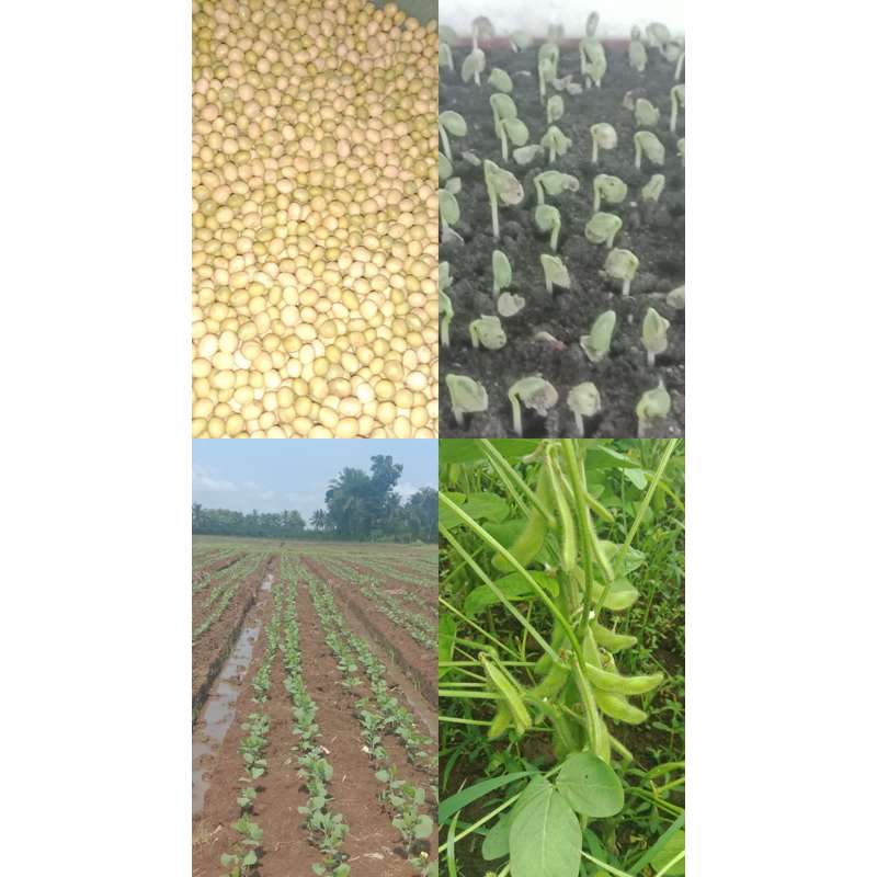 Jual benih kedelai edamame varietas ryoko kemasan 1kg | Shopee Indonesia