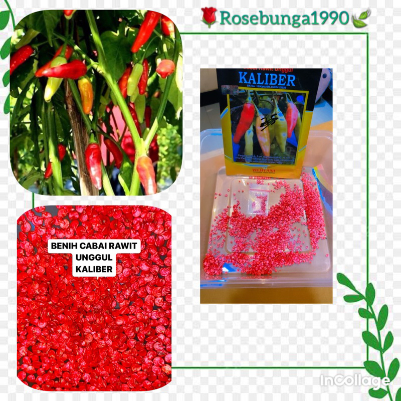 Jual Isi 15 Biji Benih Cabe Rawit KALIBER jaminan ori dan lagi viral ...