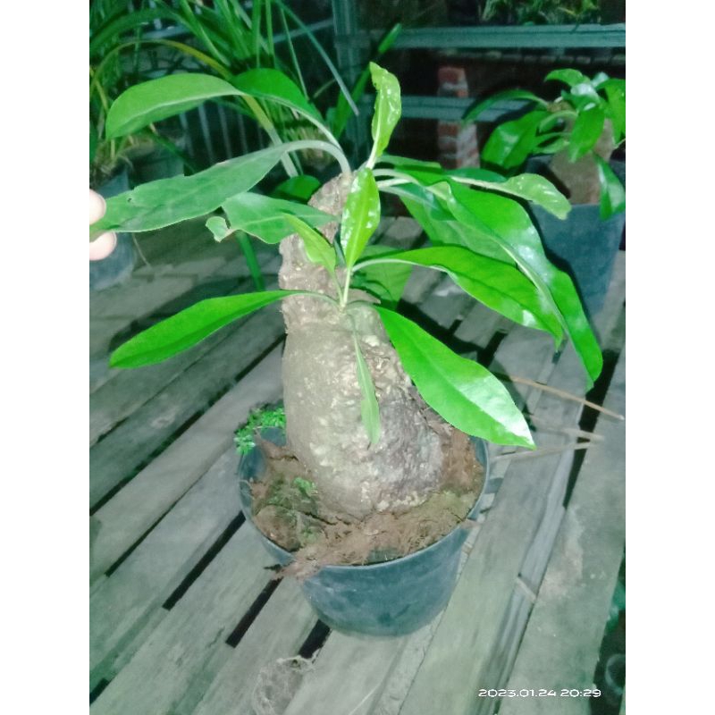 Jual myrmecodia tuberosa | Shopee Indonesia