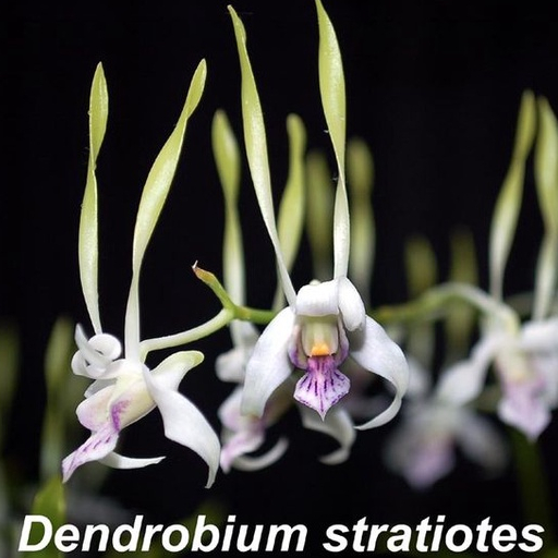 Jual Dendrobium Stratiotes - anggrek dendro melintir - keriting dewasa ...