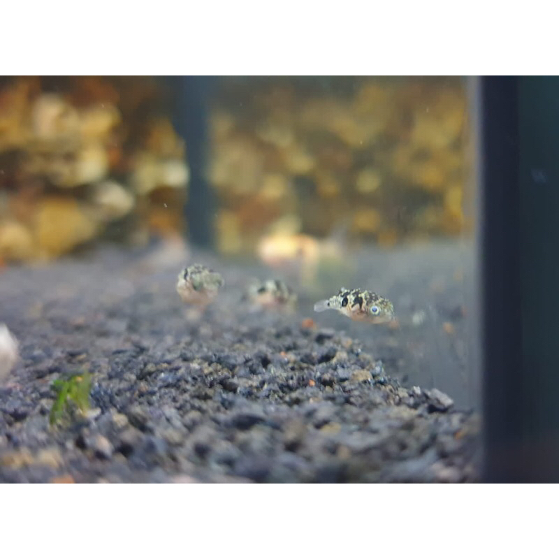 Jual Mini Puffer Aquascape | Shopee Indonesia