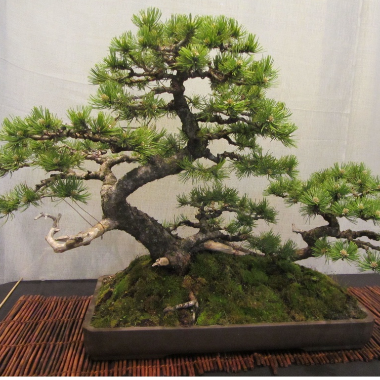 Jual Biji Benih Bibit Pohon Bonsai Mugo Pine - Pinus Gunung | Shopee ...