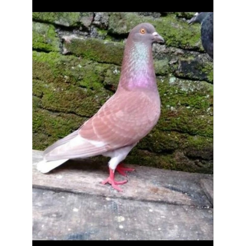 Jual Burung dara merpati jantan hitam/coklat/megan | Shopee Indonesia