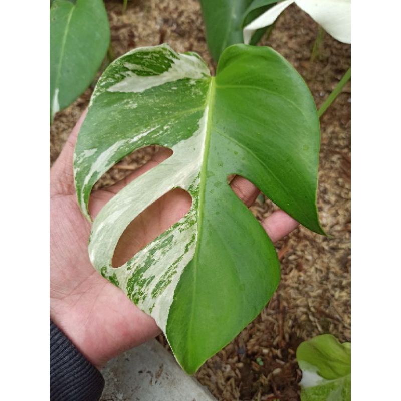 Jual Monstera White Tiger | Shopee Indonesia