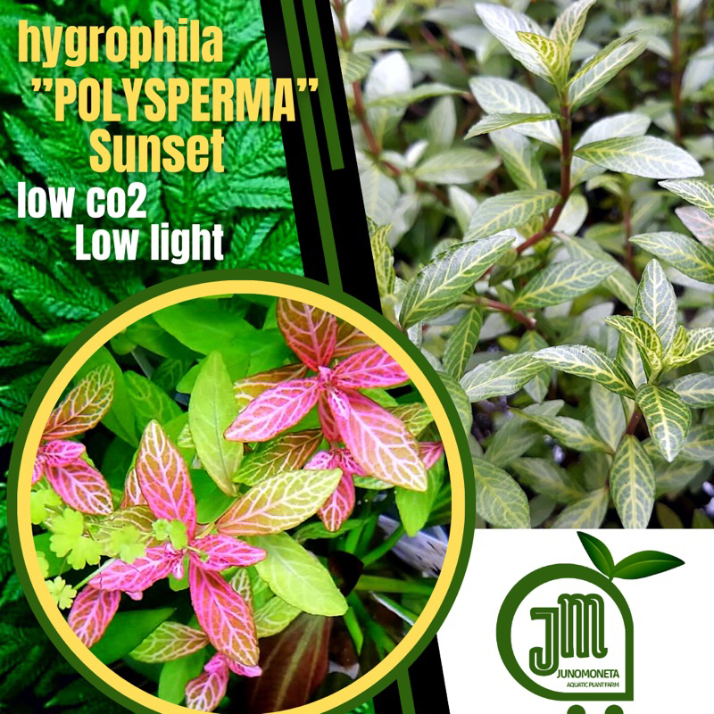 Jual Hygrophila Polysperma Sunset - Tanaman Aquascape Tanpa Co2 ...