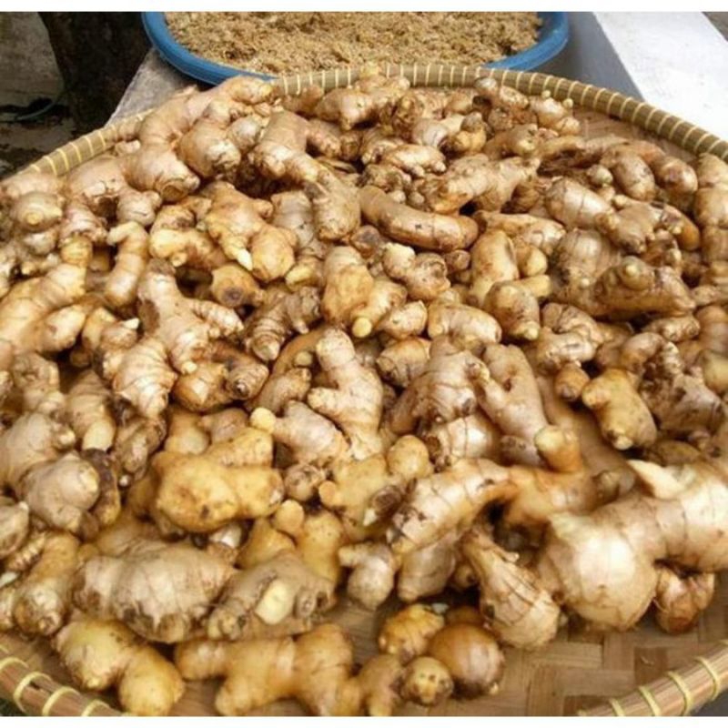 Jual JAHE EMPRIT SEGAR LOKAL MURAH SUDAH BERSIH JAHE JAMU 500 GRAM ...