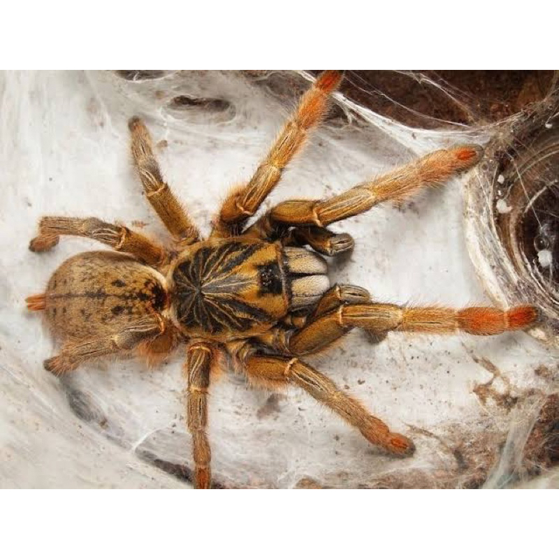 Jual Augacephalus breyeri 7cm female | Shopee Indonesia