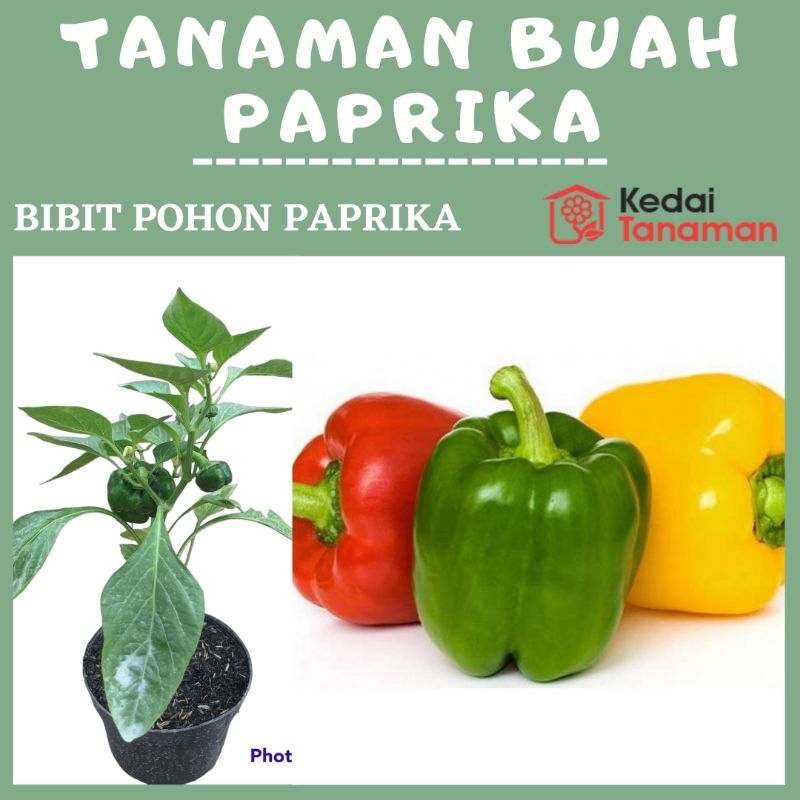 Jual Bibit Tanaman Hidup Sayur PAPRIKA BERBUAH - Bibit Pohon Tanaman ...