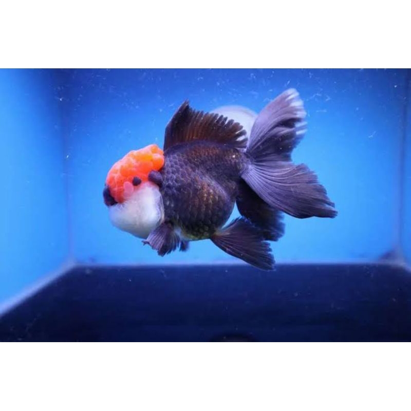 Jual koki panda tc rw lengkap hiasan aquarium | Shopee Indonesia