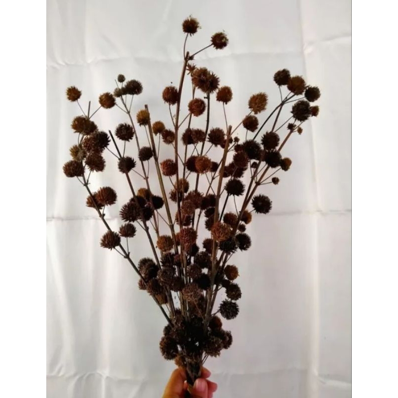 Jual Bunga kering pompom / dried flower / dekorasi / rustic | Shopee ...