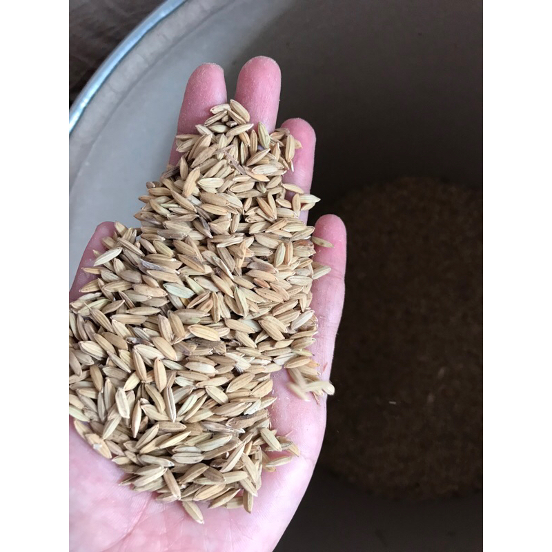 Jual Gabah Kiloan Pakan Ayam | Shopee Indonesia