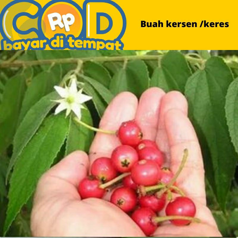 Jual buah kersen /keres perbiji | Shopee Indonesia