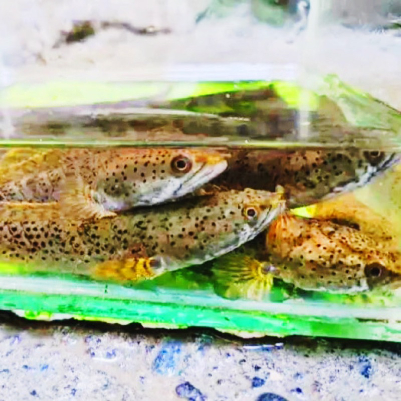 Jual Limbat4 full dottt | Shopee Indonesia