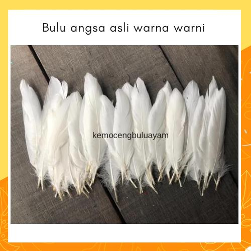 Jual BULU ANGSA WARNA ISI 50 BIJI - AKSESORIS WANITA ANTING MURAH ...