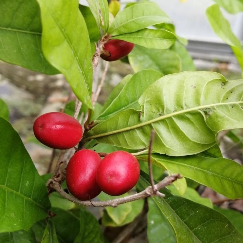 Jual Bibit Buah miracle fruit / tanaman magic pruit / buah ajaib ...