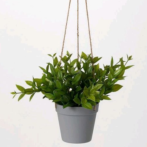 Jual Bibit Daun Ruskus - Ruscus hypophyllum - ruscus israela | Shopee ...