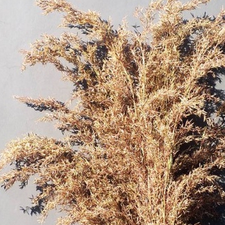 Jual Bunga sereh / daun sereh - Bunga sereh Kembang lokal di obral ...