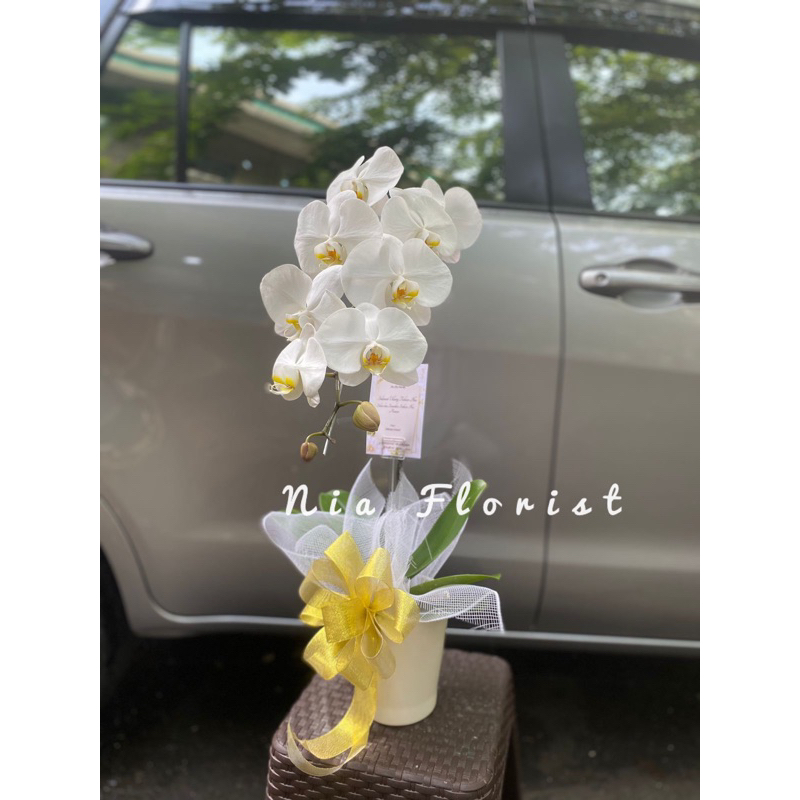 Jual Bunga Anggrek Gift Ulang Tahun Hampers Hari Raya | Shopee Indonesia