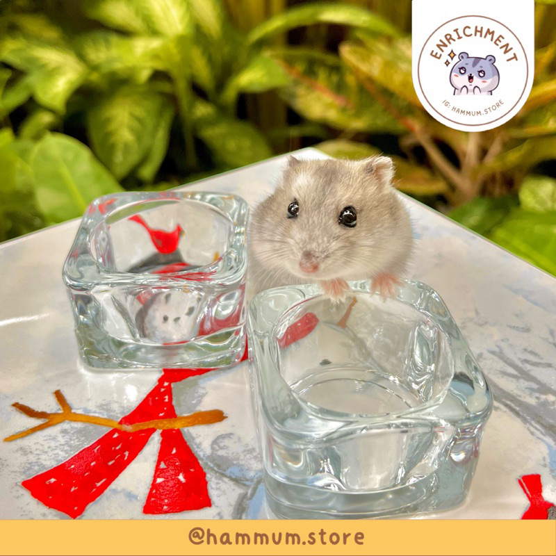 Jual Tempat Minum Hamster (Kotak Kaca) | Water Bowl | Tempat Makan ...