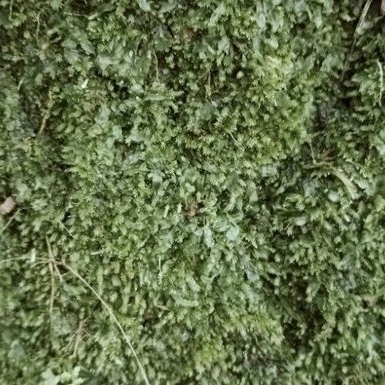 Jual Lumut Hutan Lumut Hidup Living Moss 1 kg | Shopee Indonesia