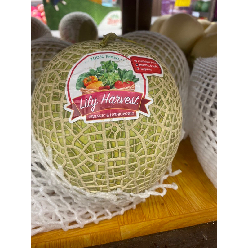 Jual MELON FUJISAWA MANIS/ MELON DAGING OREN FUJISAWA LILY HARVEST 1 ...