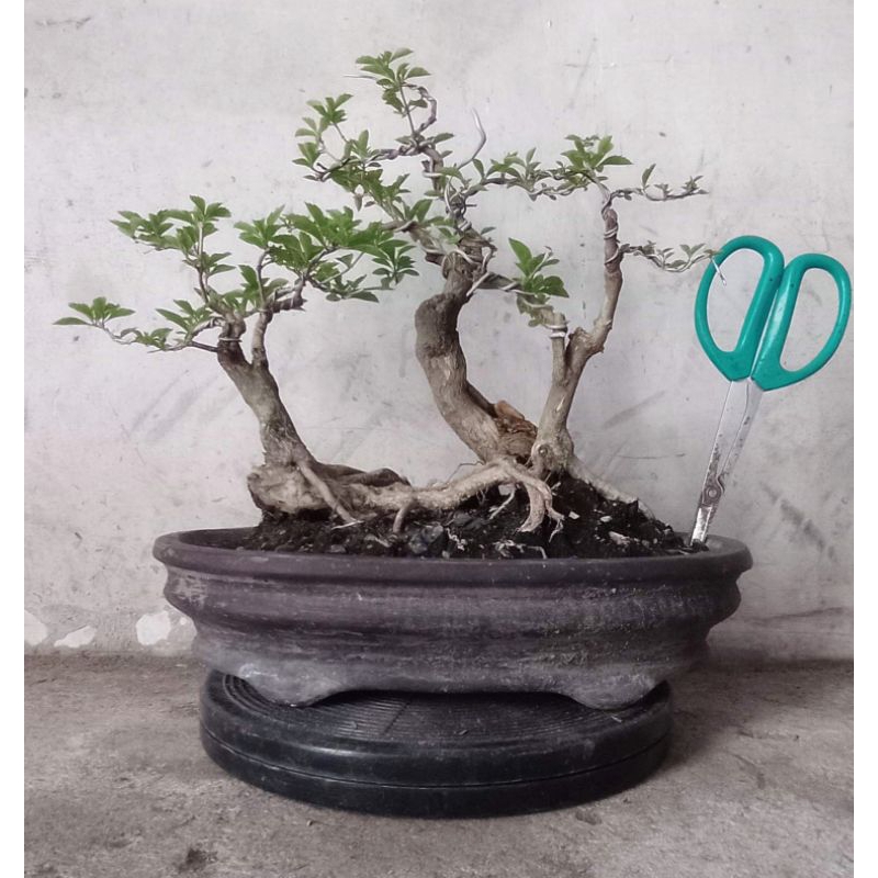 Jual bonsai raff duranta/sinyo nakal daun ijo sesuai gambar | Shopee ...